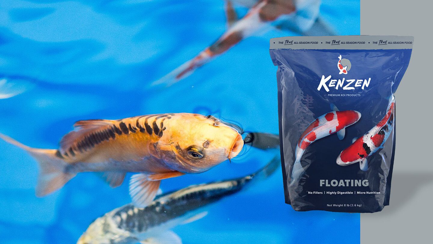 The Power of Herring Meal in Kenzen Koi Food
